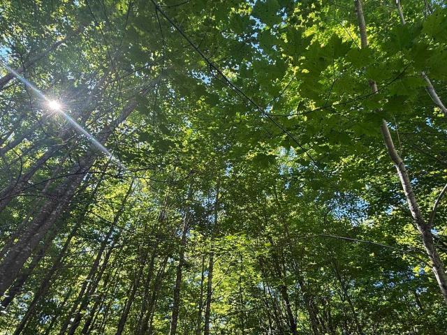 Lots 285 & 286 Acacia Drive # Lot: 285 86