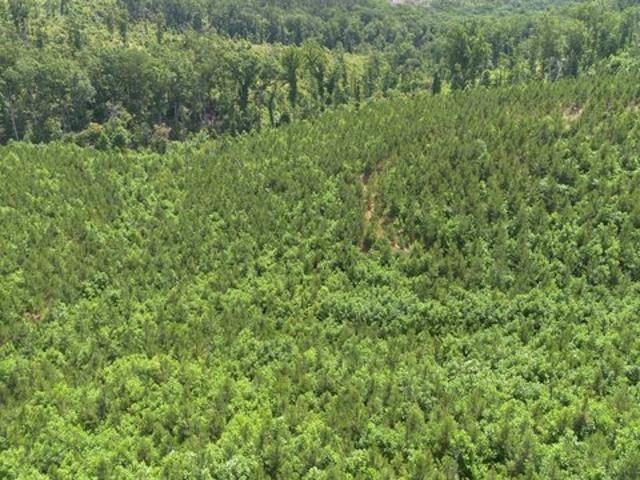 Low Gap Rd, Sugar Tree, TN 38380