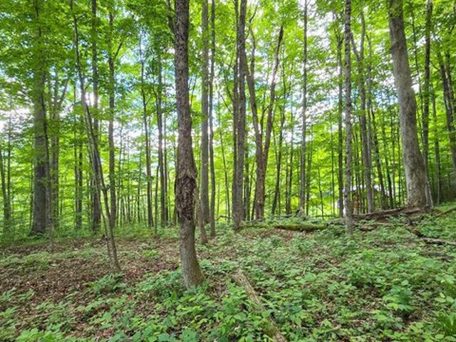 Lower Cherry Grv Lot 13, Slatyfork, WV 26291