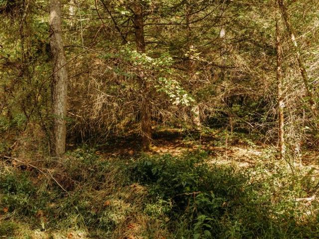Lower Hollertop Rd Lot 32, Campton, KY 41301
