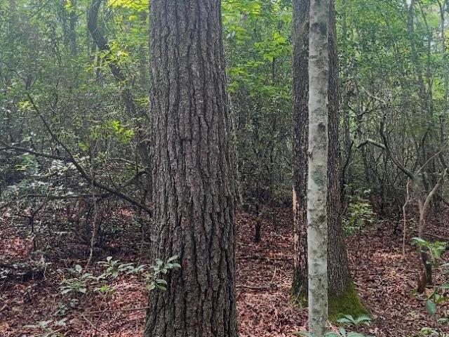 Lower Smithfield Rd, Tellico Plains, TN 37385