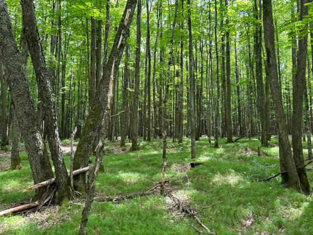 Lt44 Big Cub Trl, Laona, WI 54541 | MLS #1947