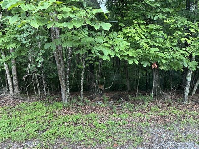Lt #222 Lt Trail, Ellijay, GA 30540 | MLS #416776 | Compass