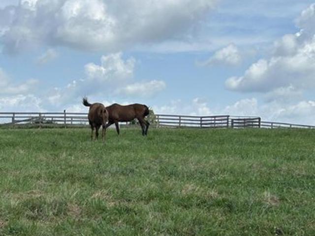 Lucy Lot 8, Cynthiana, KY 41031