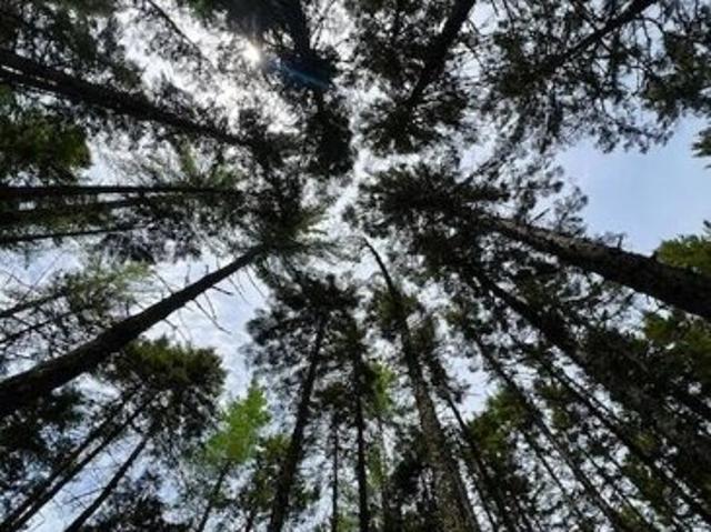 M/ Taylor Farm Rd, Rangeley, Plot For Sale