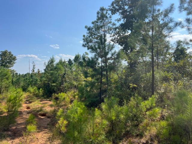 McDaniel Rd. Ethel, MS 39067