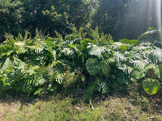Manini St, Pahoa, HI 96778