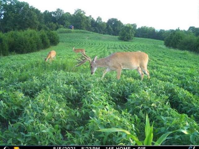 Mann Rd, Mount Olivet, KY 41064