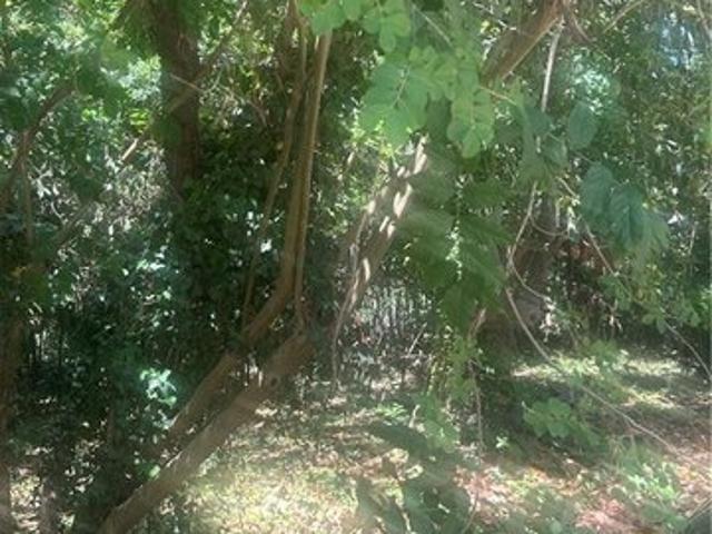 Magnolia, McIntyre, GA 31054