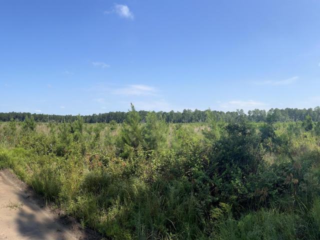 Mahogany Lane