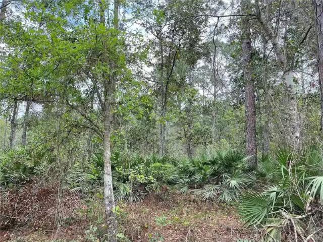 Mallard Drive, Crescent City, FL 32112