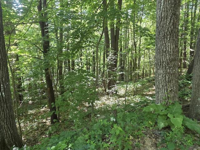Map 101 Lot 18 Berry River Road