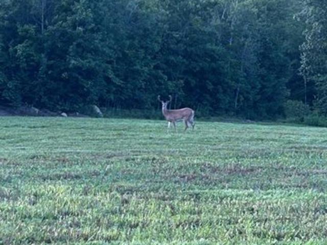 Map 7 Battle St Lots 1 & 298, Webster, NH 03303