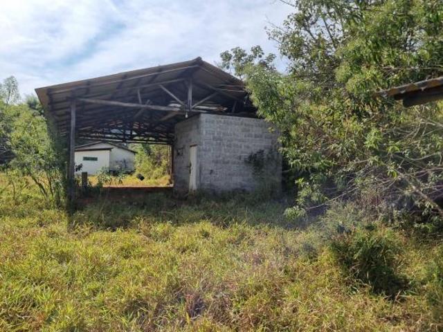 Maravilhosa fazenda altamente produtiva/Oliveira, uva, mirtilo, café e queijo