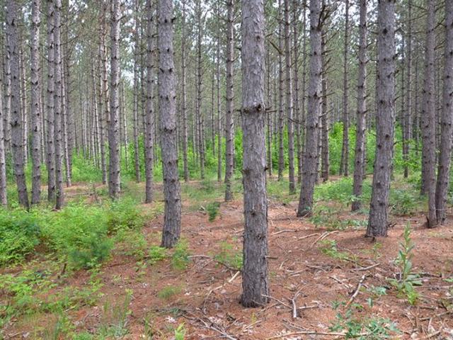 Marsh Rd, Fife Lake, MI 49633