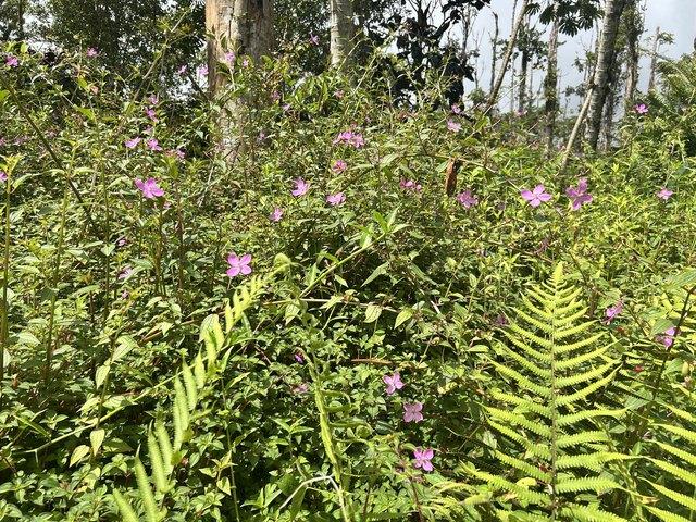 Maui Rd, Pahoa, HI 96778