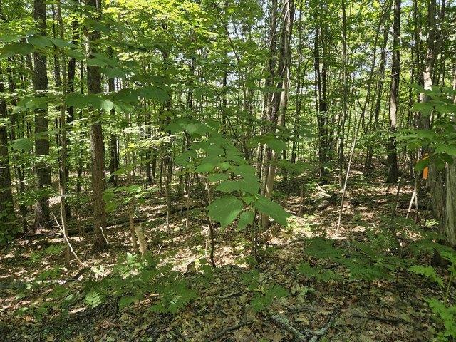 Methodist Hill Rd, Enfield, NH 03748