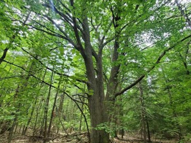 Monadnock Hwy, Swanzey, Plot For Sale