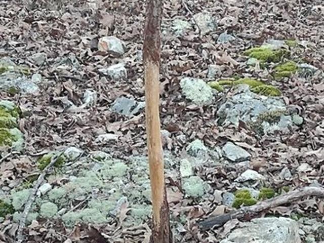 Moonshine Pass, Salem, MO 65560