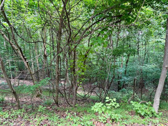 Moonstone Lane, New Tazewell, TN 37825