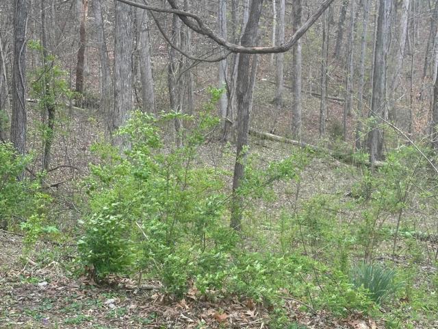 Mountain Grove Lane, Seymour, TN 37865