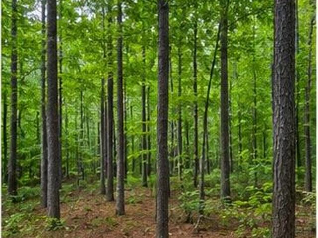 MS 491, Collinsville, MS 39325