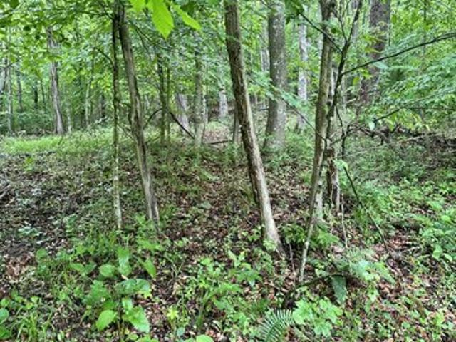 MT Scratchum Rd, Irvine, KY 40336