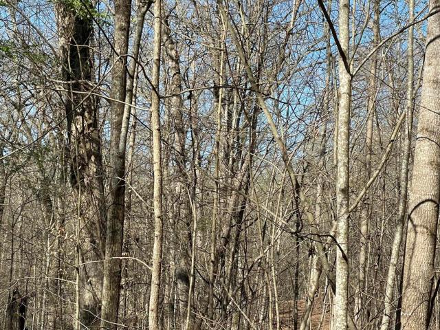 N Center Ridge Place, Baneberry, TN 37890