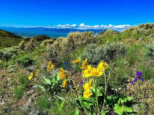 n HN SOAP GULCH ROAD, MELROSE, MT 59743 Vacant Land For Sale.