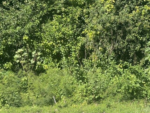 n Whim We, Saint Croix, Plot For Sale