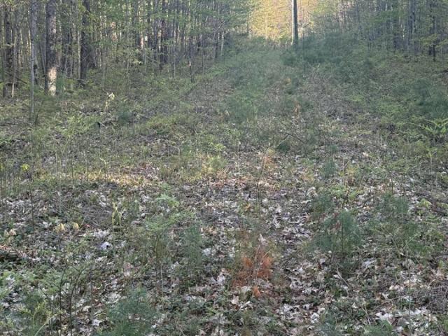 N Woodland Avenue