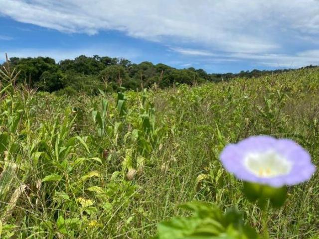 Natureza e Tranquilidade – Terreno à Venda em Ibiúna