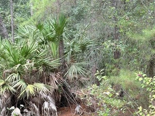 NE 237th Pl, Fort McCoy, FL 32134