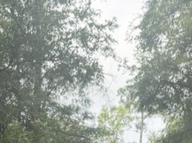 NE Tom Love Rd, Hosford, FL 32334