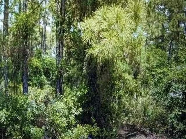 Neon Ave, North Port, FL 34291 MLS 224025991