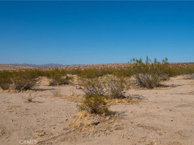 Near Pampas, Twentynine Palms, CA 92277