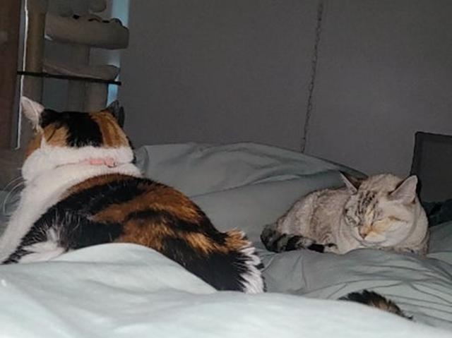 Need a room 2 rent for me and my cats Melbn area