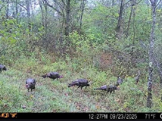 Nelson Rd, Ohio, OH 45648