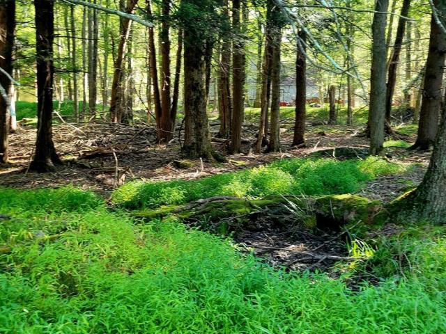 Netcong Cir 33 Circle, Pocono Lake, PA 18347