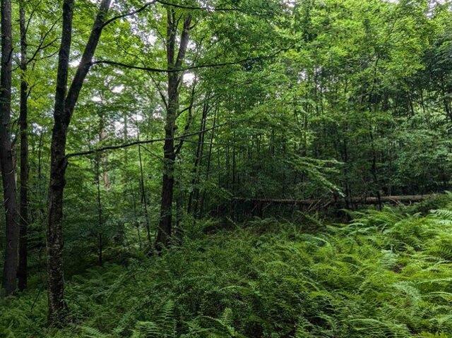Newfane VT 05351 104903402