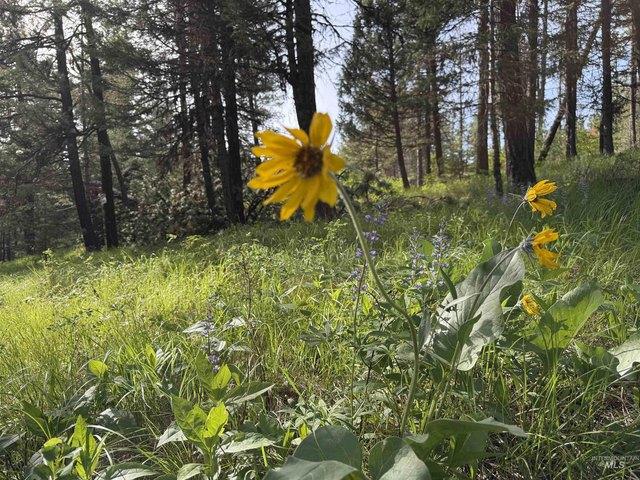 Nka Winchester, Waha, ID 83555