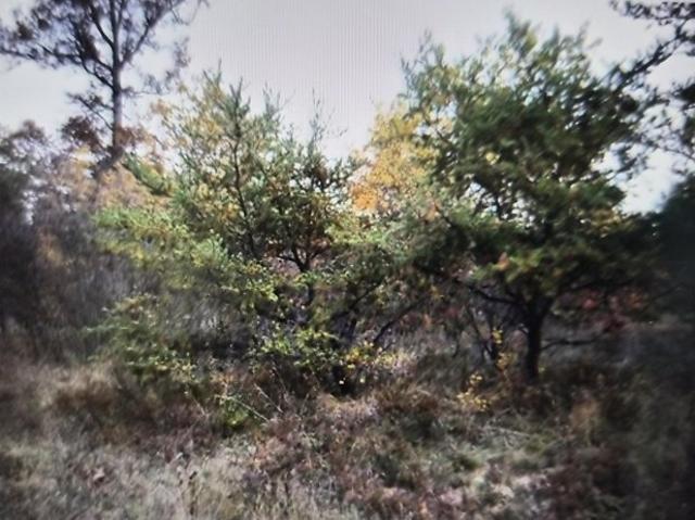 Northwood Dr Lot 25, Grayling, MI 49738