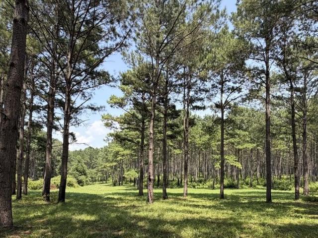 O County Road 355, Elba, AL 36323