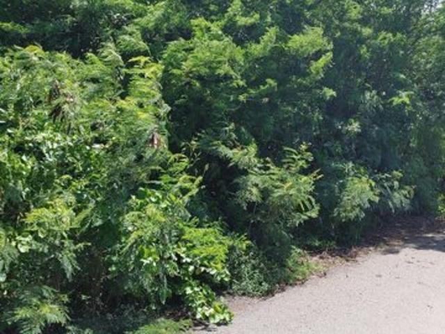 o Hannahs Rst # We, Saint Croix, Plot For Sale