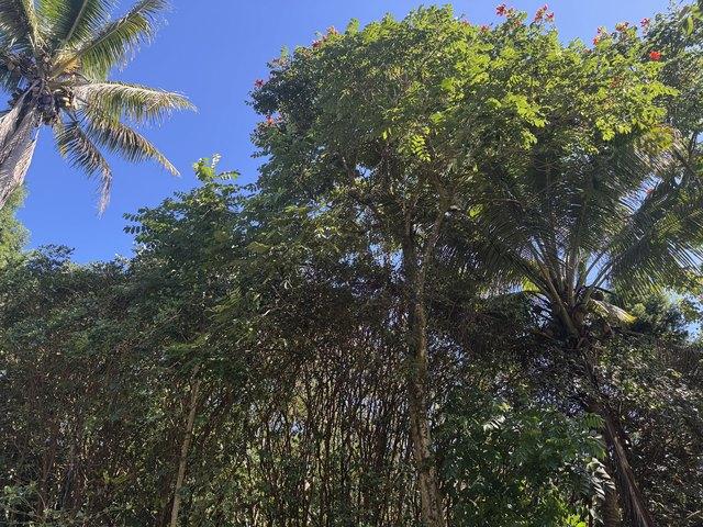Ocean View Pkwy, Pahoa, HI 96778