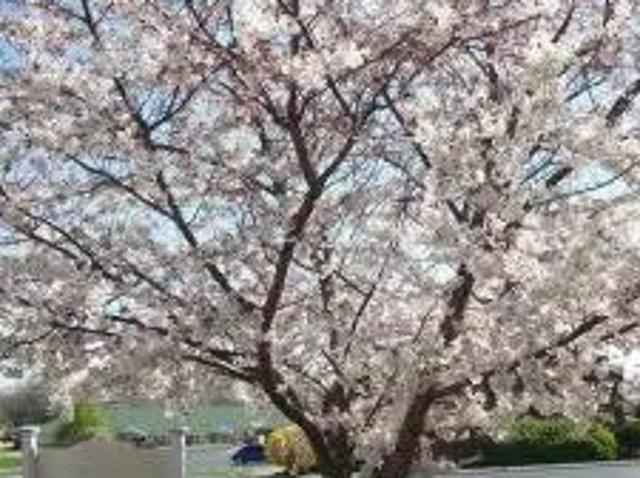 Oak Tree Farms 2 Bedroom Apartment for Rent at 2101 Pin Oak DriveLeasing Office, Hopkinsville, KY 42240