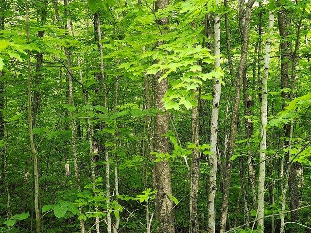 Off Borrie Rd, Couderay, WI 54828