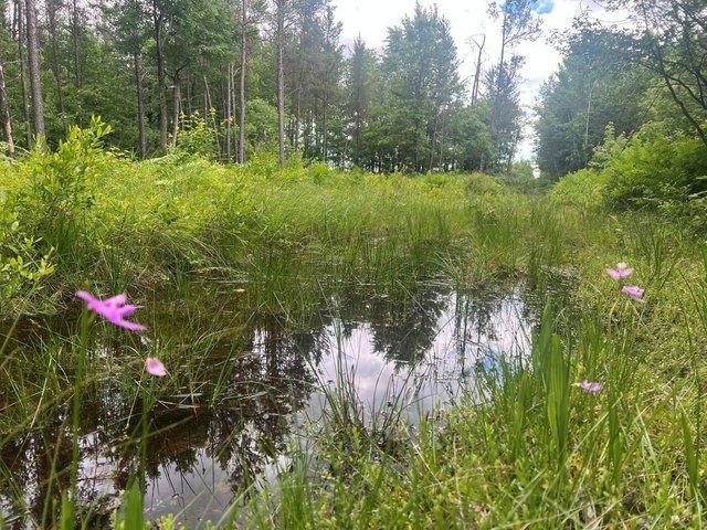 Old 54 Hwy, Pittsville, WI 54466