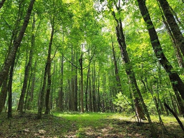 Old Colonial Rd Lot 0, Fries, VA 24330