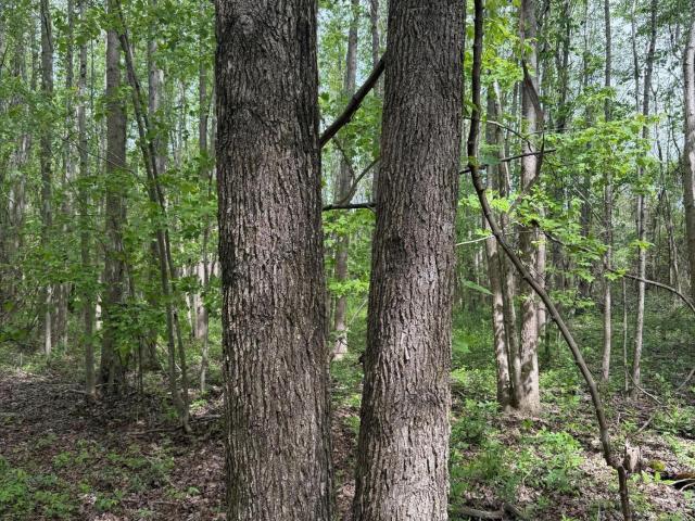 Old Jackson Road, De Kalb, MS 39328